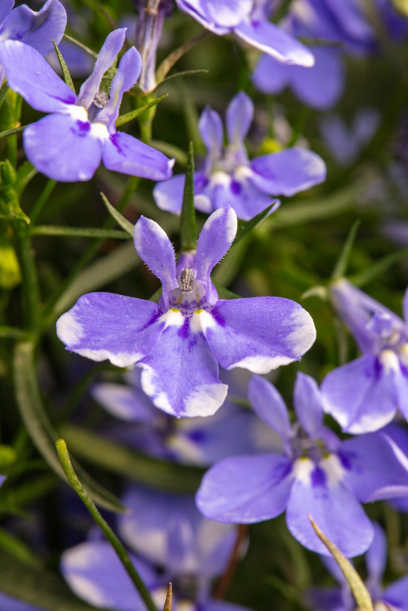 Westhoff Lobelia Stratus Blue
