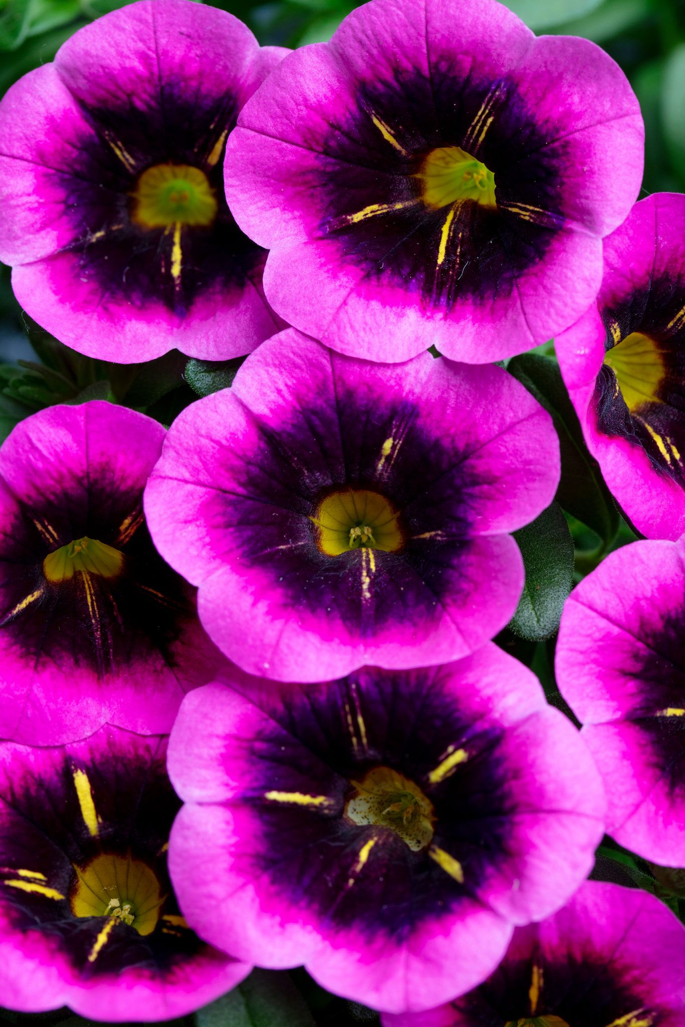 Westhoff EyeCatcher Fuchsia