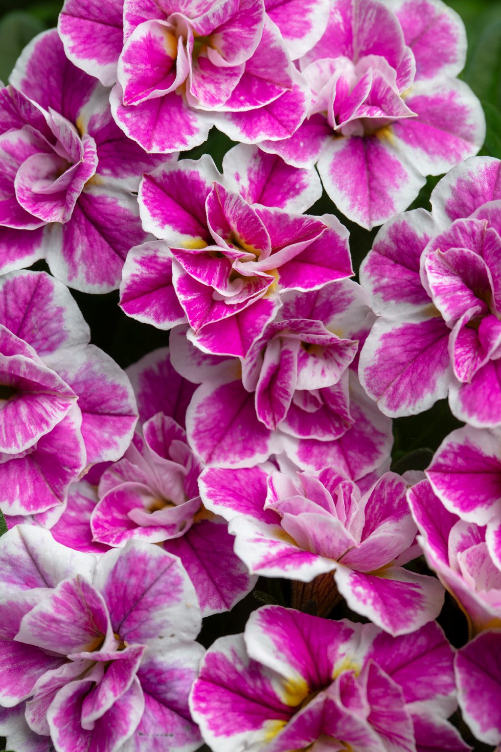 Westhoff Calibrachoa Candy Shop Double Bubble Gum