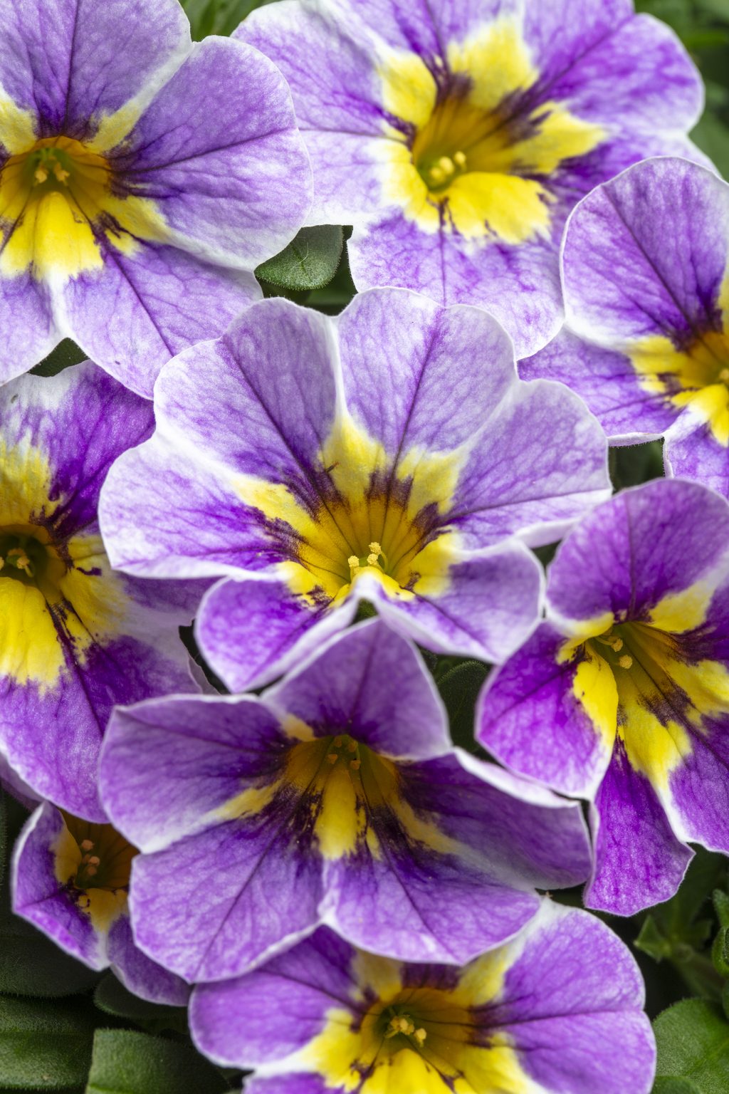 Westhoff Calibrachoa Caliloco Denim Blue