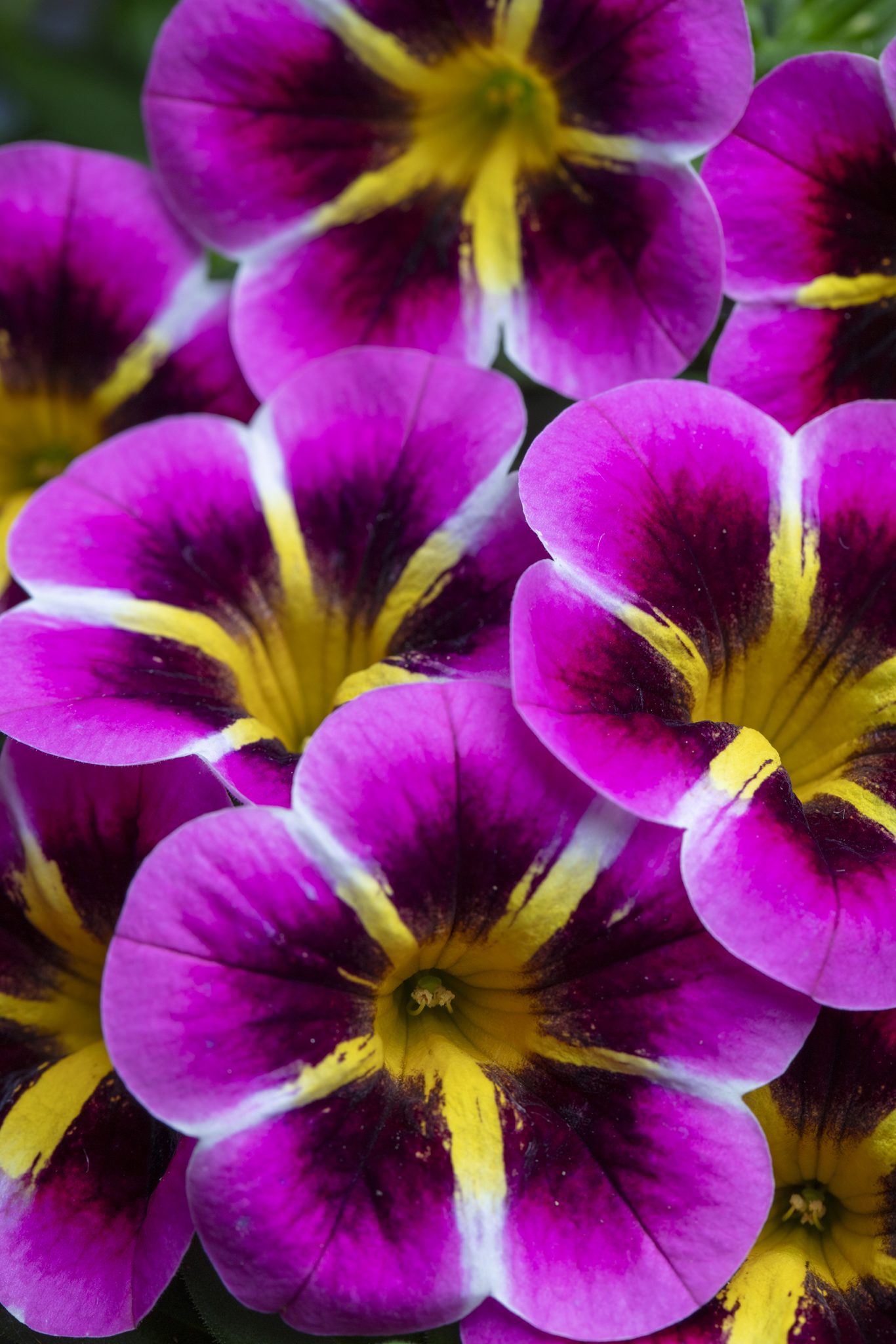 Westhoff Caliloco® Starfire Fuchsia