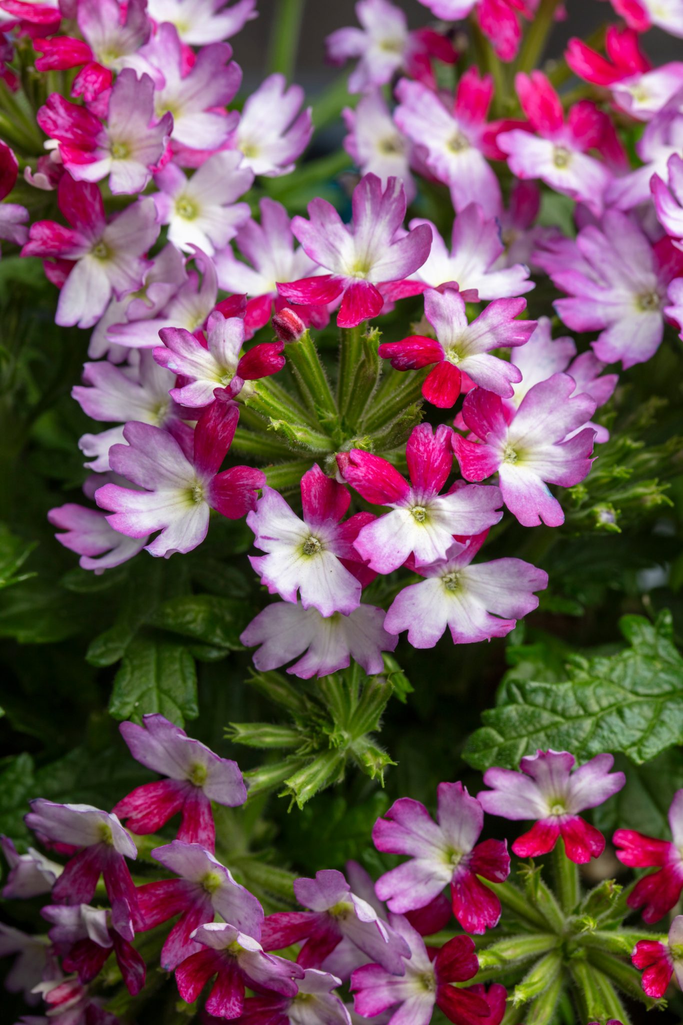 Westhoff Muffin Mag Rose