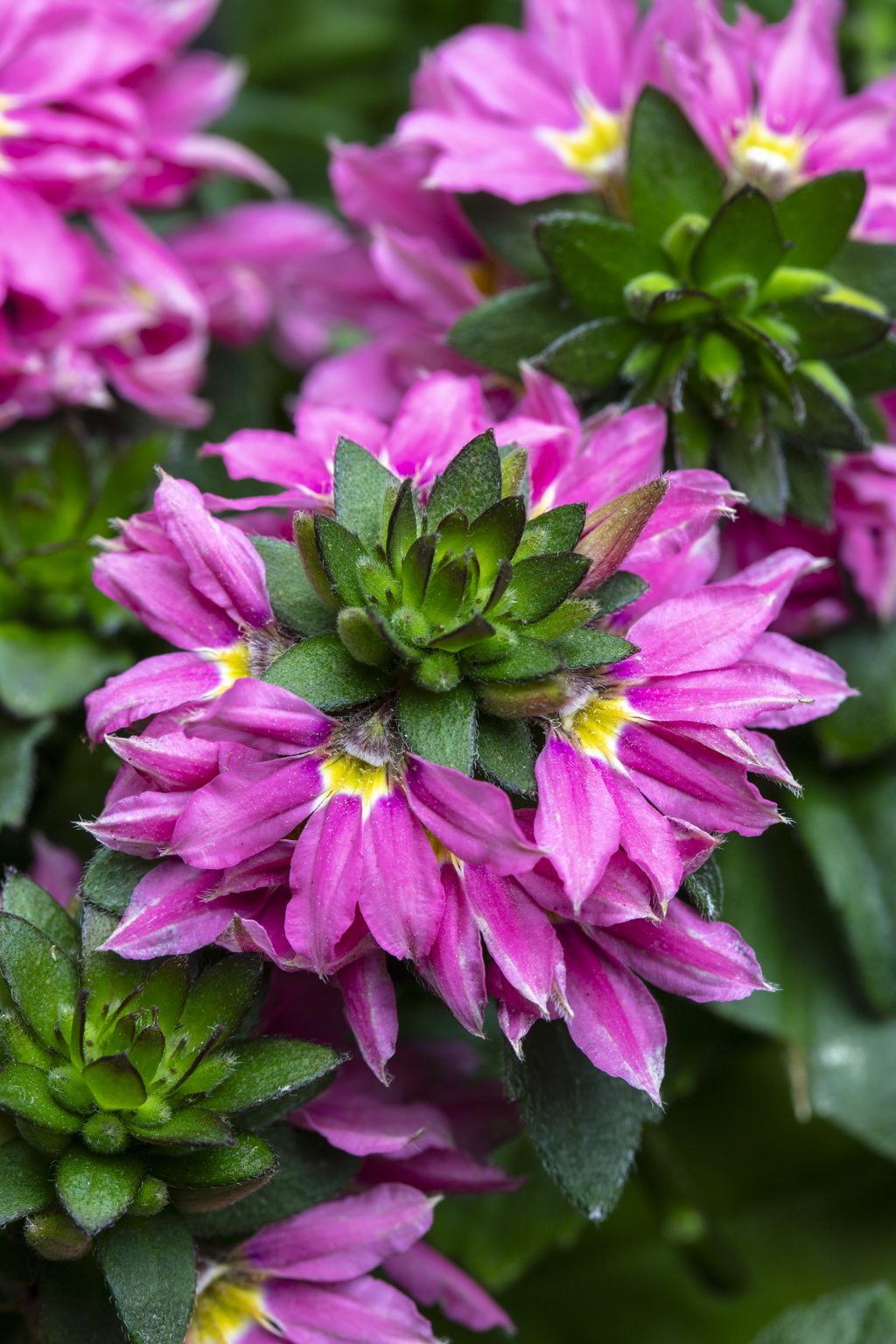 Westhoff Scaevola Scalora Topaz Pink